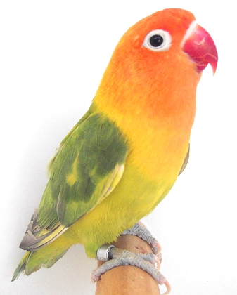 Nuestras Aves :: avestore